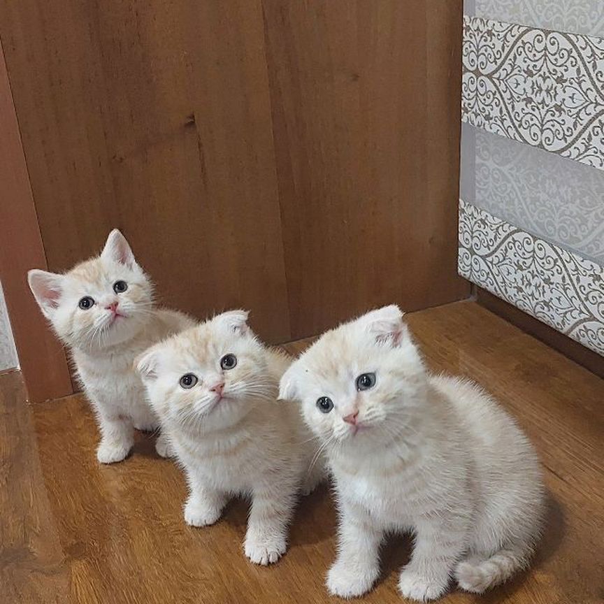 Шотландские красавчики