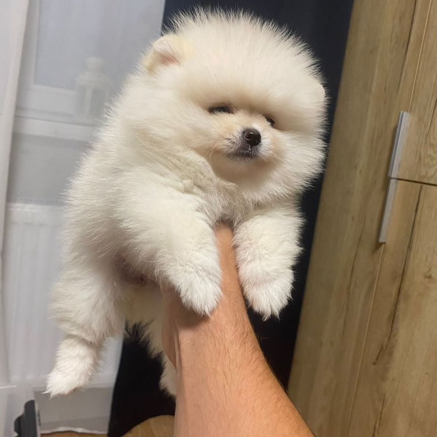 Померанский шпиц, щенок