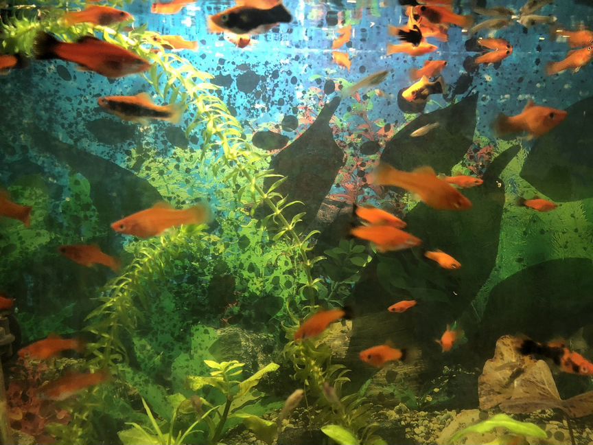 Аквариуные рыбки