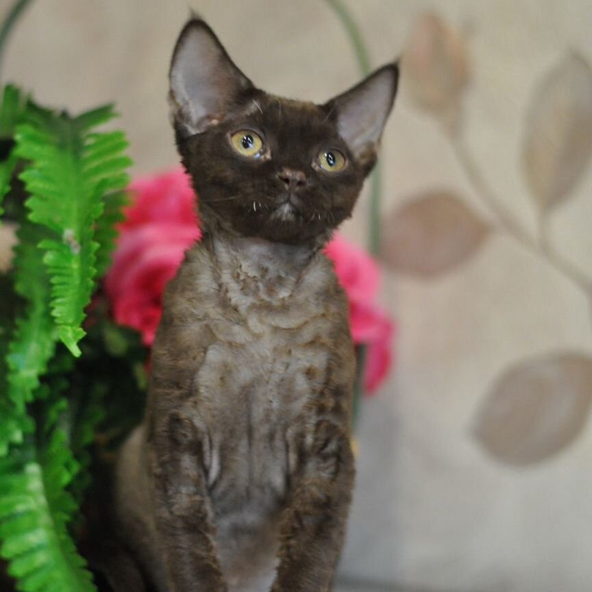 В любимцы котята