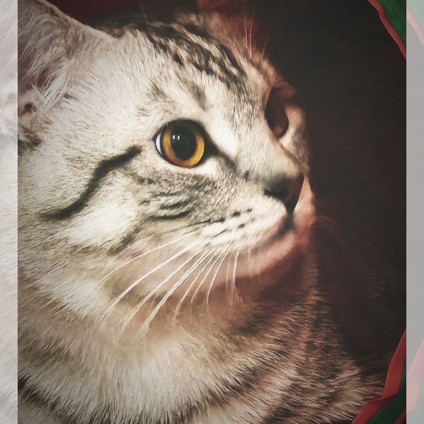Котик ищет невесту