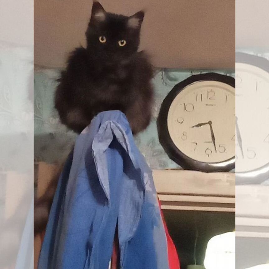 Мейн-кун котёнок