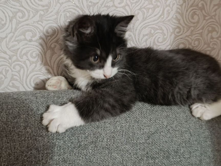 Кот Дымок