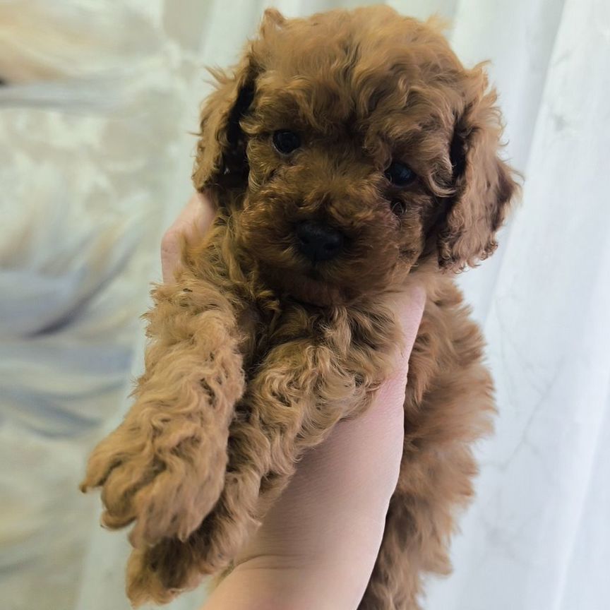 Той-пудель, щенок