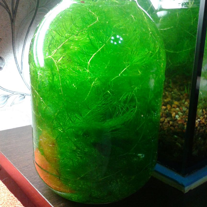 Неприхотливое аквариумное растение Роголистник