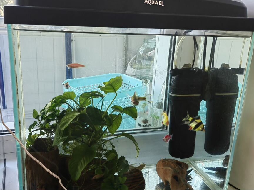 Аквариум aquael 70 литров цена за комплект