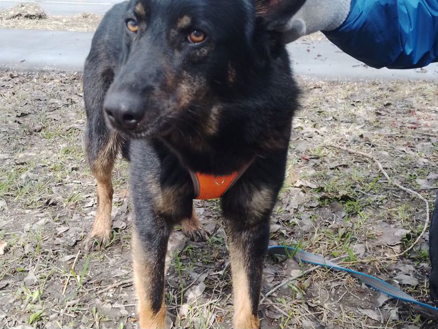 Собака в добрые руки из приюта