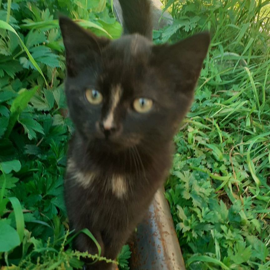 Подарю котят
