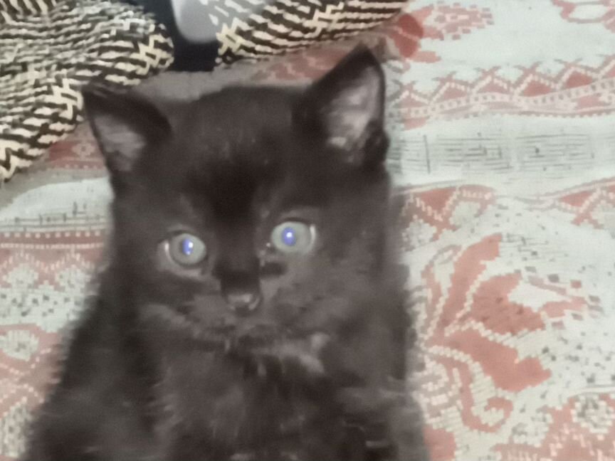 Черный котенок