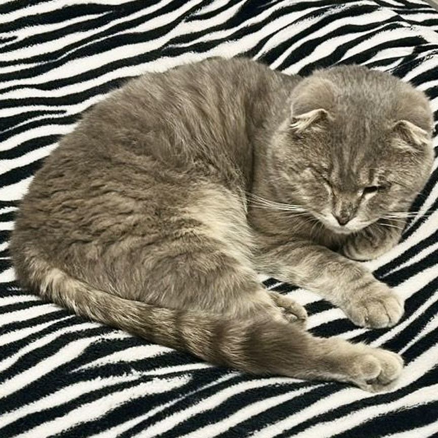 Шотландский вислоухий короткошёрстный кот, взрослый