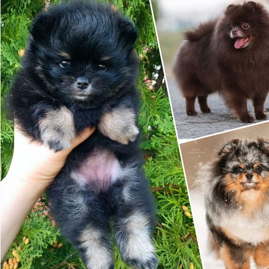 Девочка померанского шпица