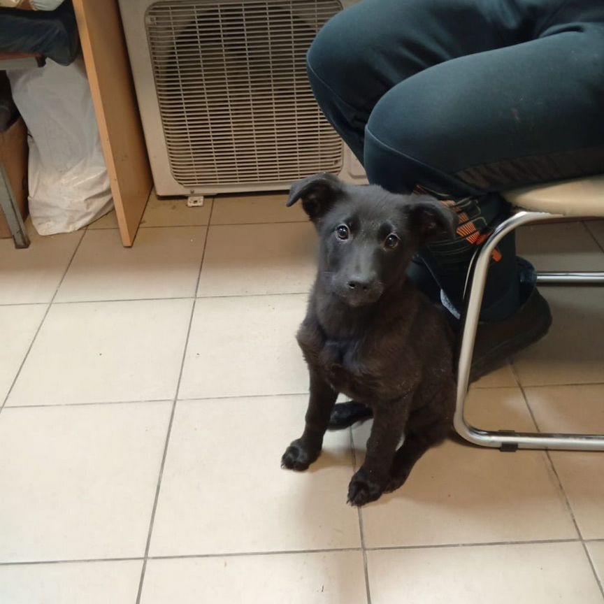 Замерзает домашний щенок