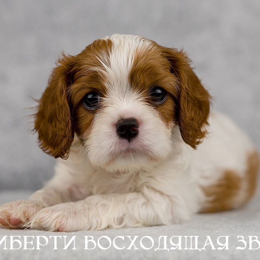 Кавалер кинг-чарльз-спаниель, щенок
