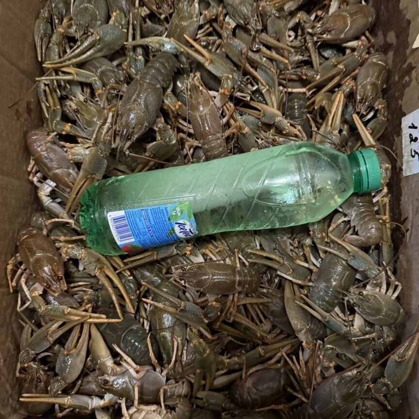 Живые раки с доставкой