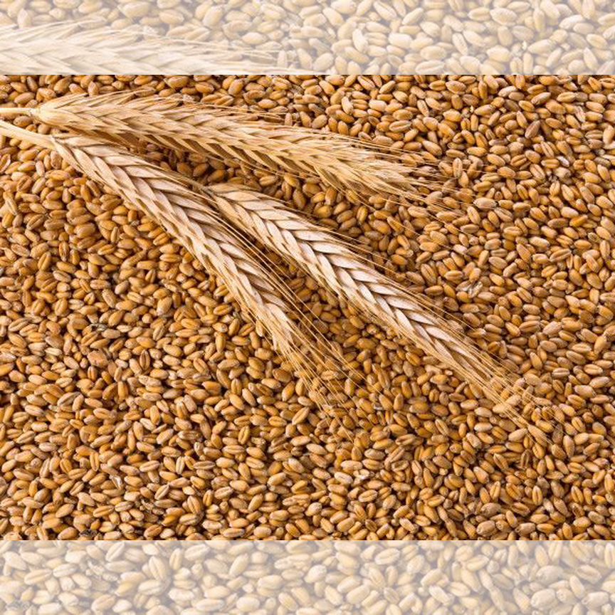 Пшеница