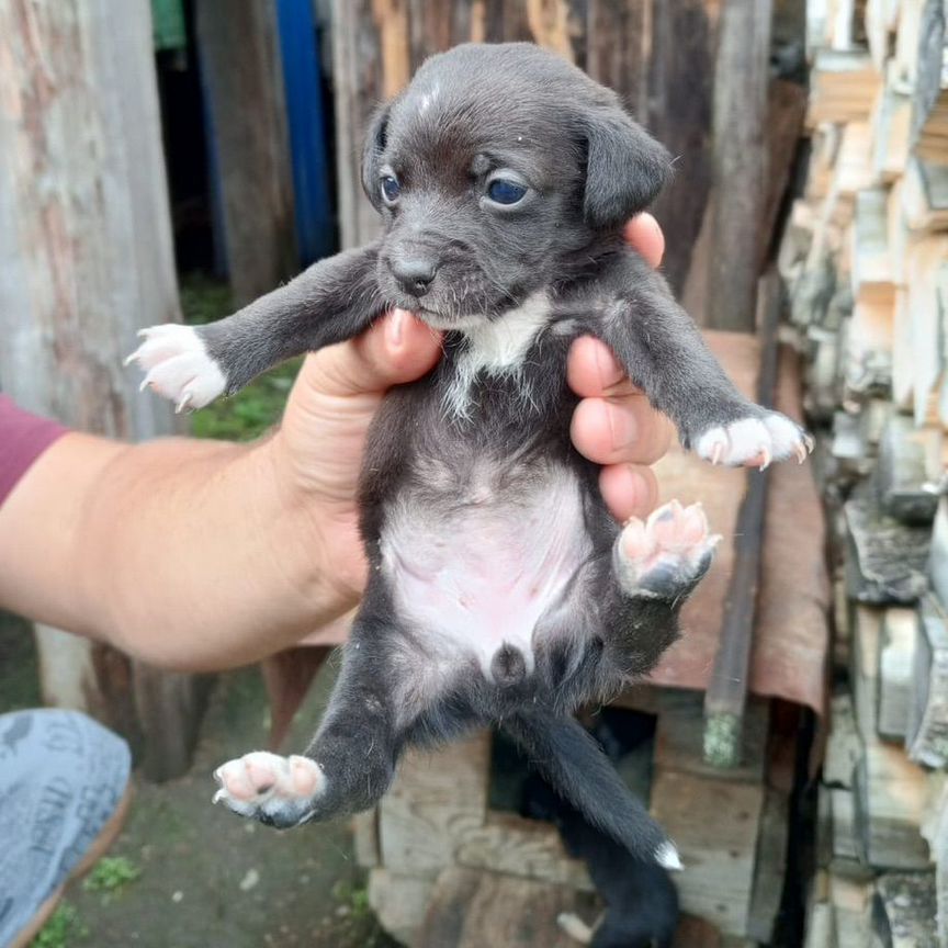 Щенок в добрые руки