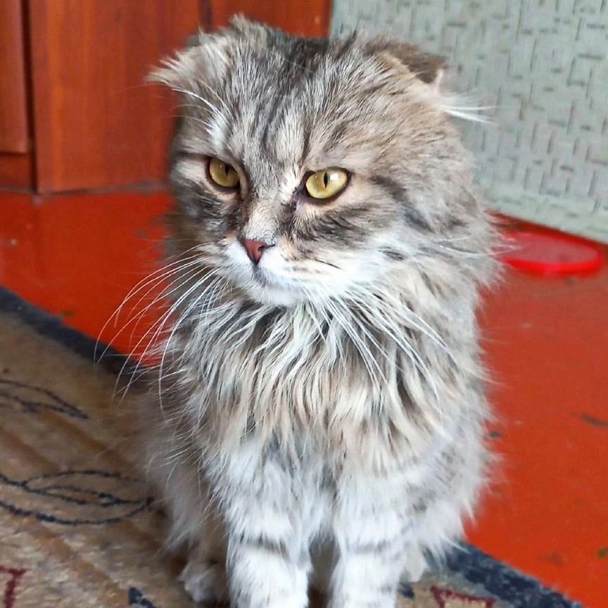 Котик Филя ищет дом