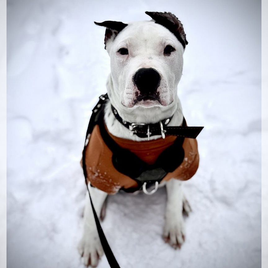 Американский питбультерьер, взрослый пёс