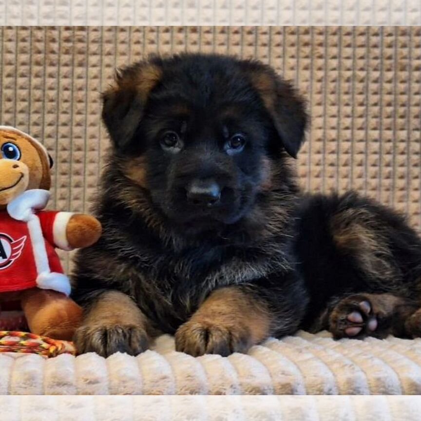 Немецкая овчарка, щенок