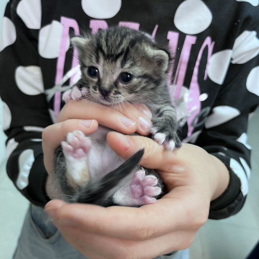 Котенок в поиске родителей