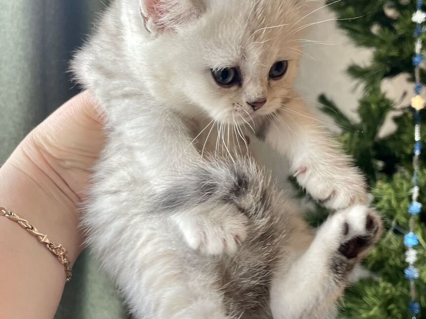 Шотландский котенок (шиншилла)