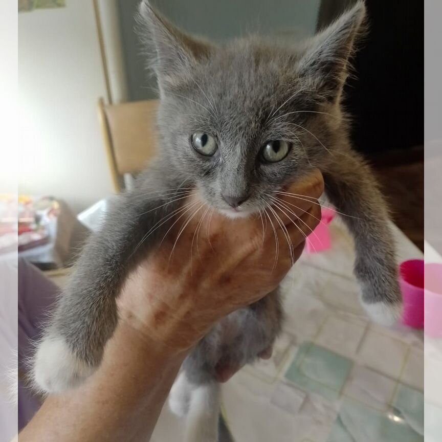 Котёнок в добрые руки