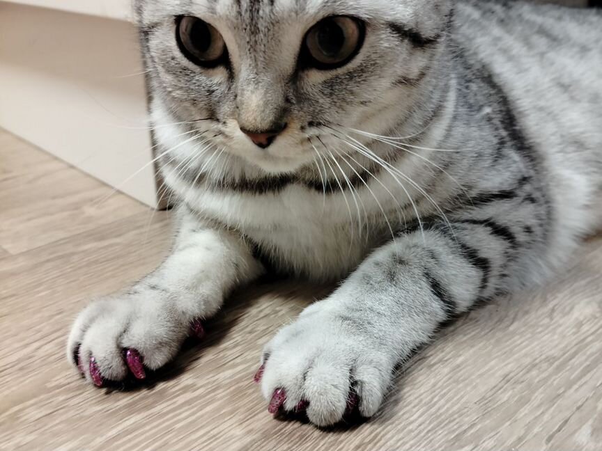 Шотландская прямоухая кошка девочка