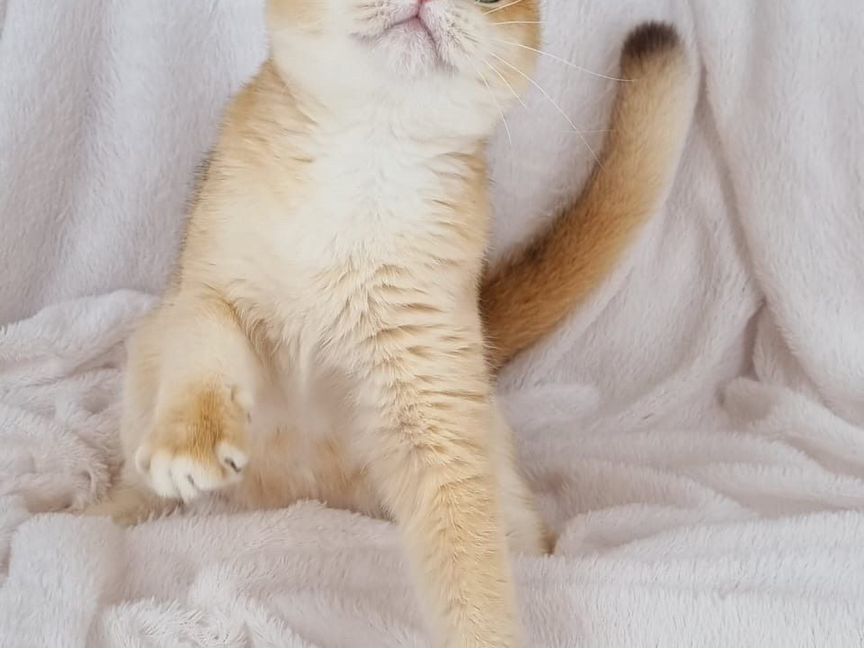 Девочка Золотая шиншилла ny12