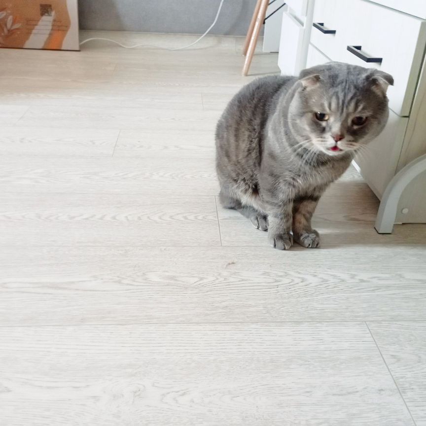 Котенька