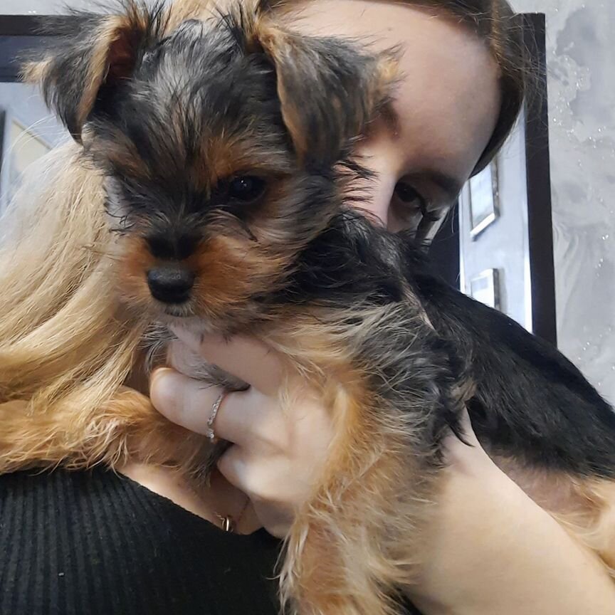 Йоркширский терьер щенки