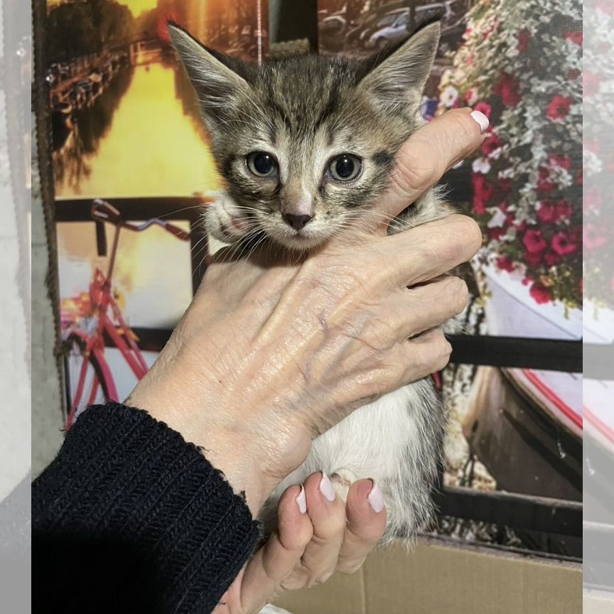 Котёнок в добрые руки