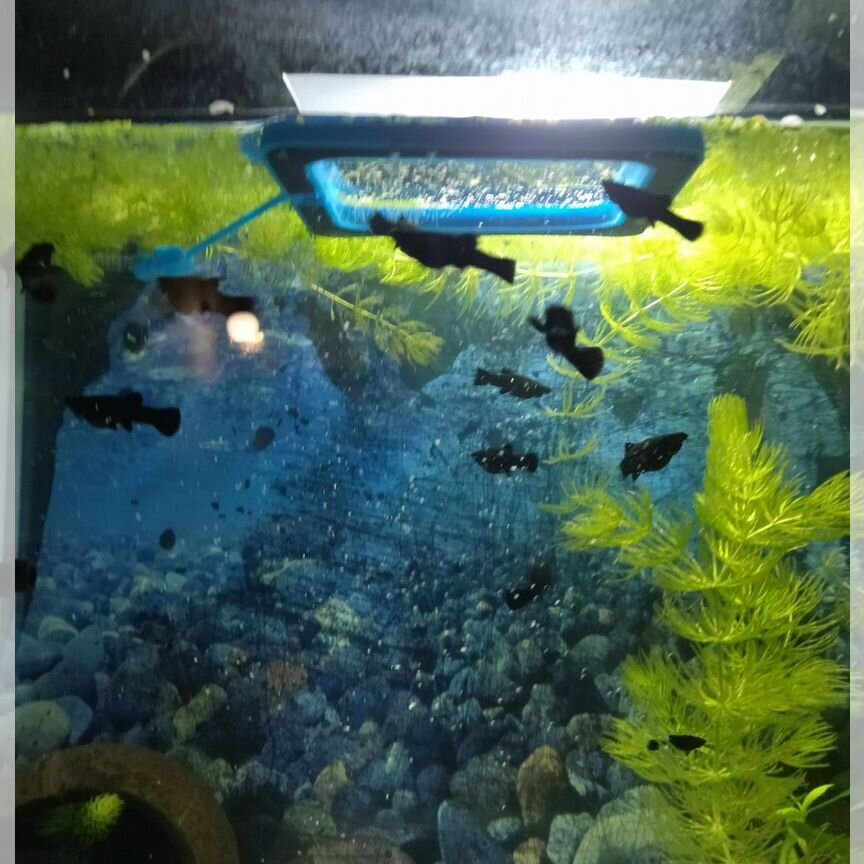 Аквариумные рыбки