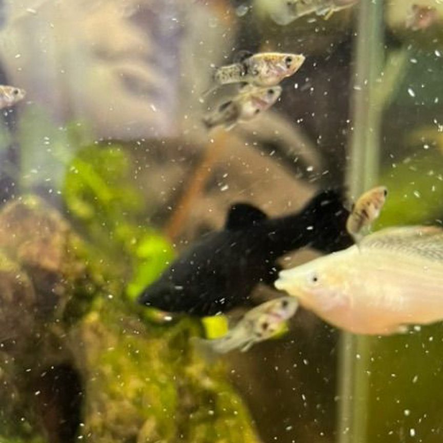 Мальки моллинезии