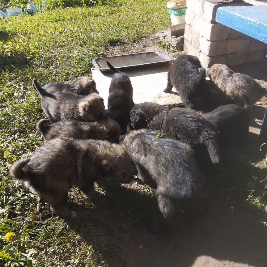 Отдадим щенков