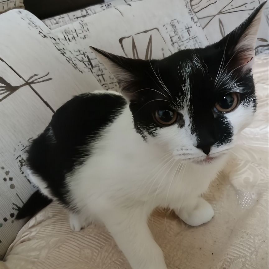 Котёнок в добрые руки