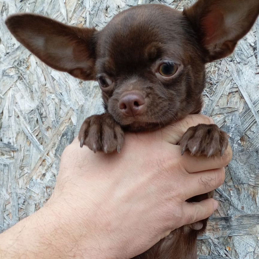 Чихуахуа, щенок