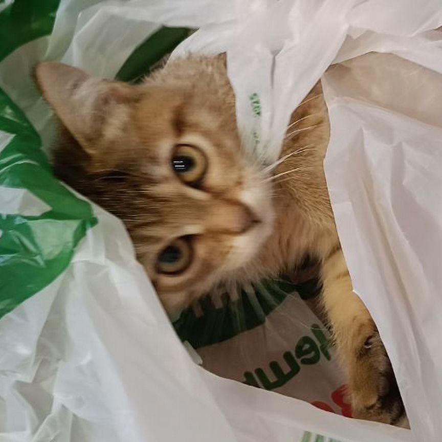 Котёнок в добрые руки