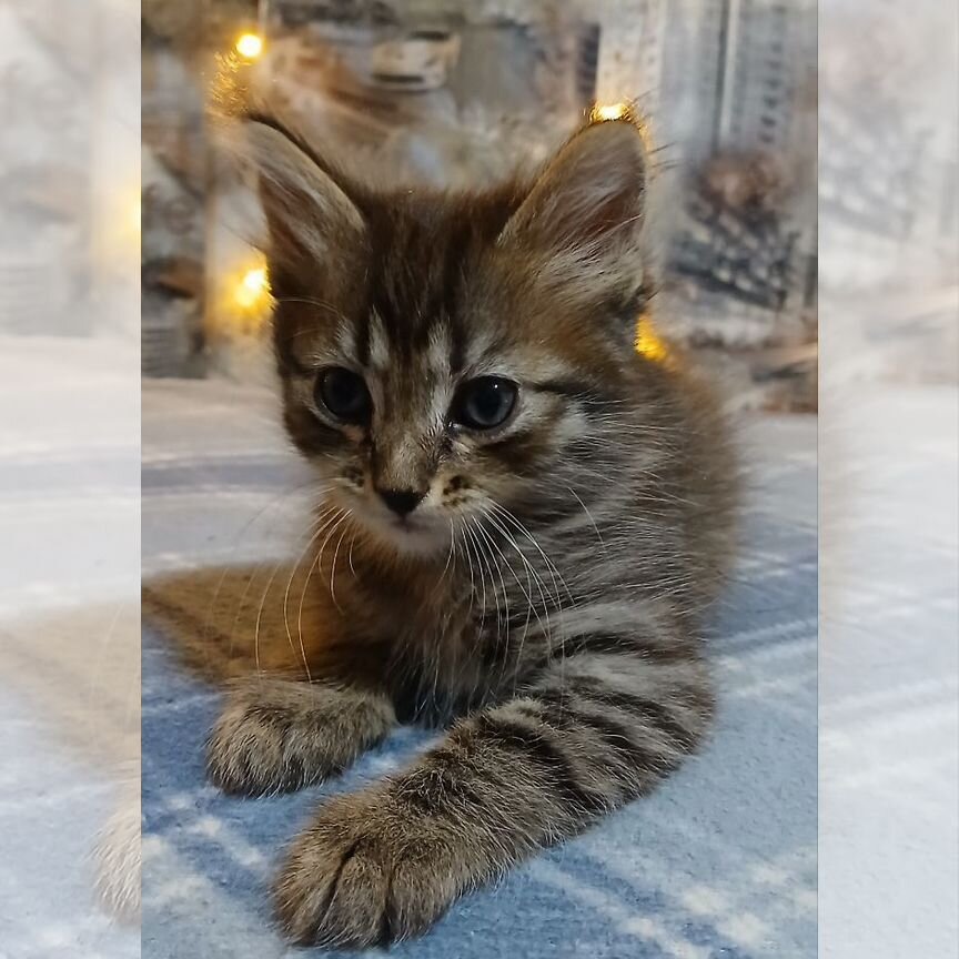 Котёнок в добрые руки