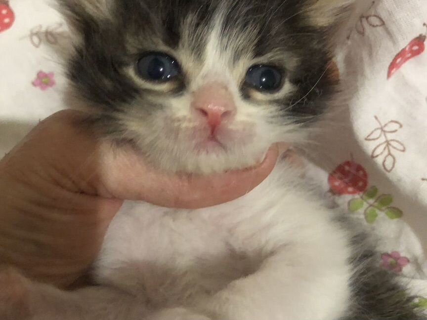 Котенок Рысь