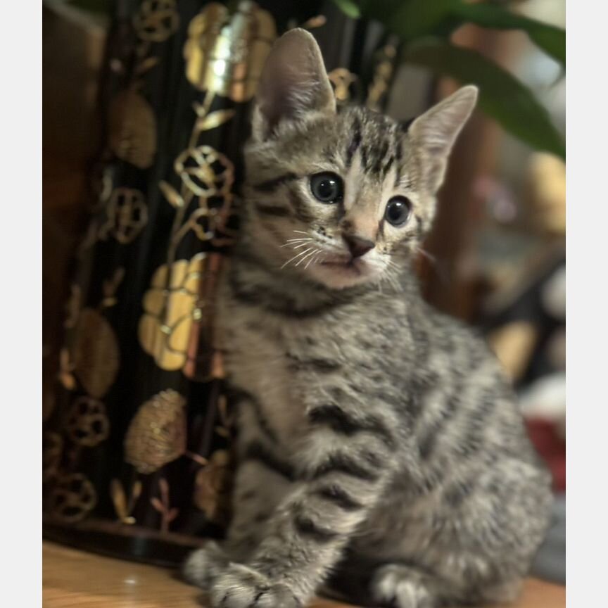 Бенгальские котята