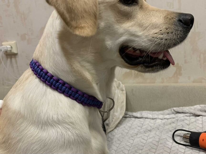 Ошейник из паракорда