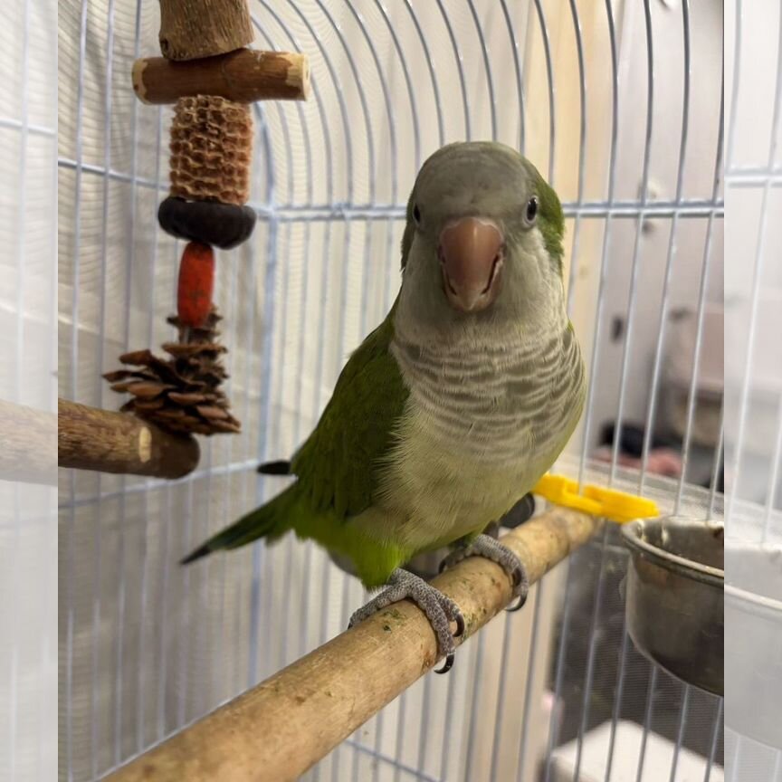 Попугай монах или квакер