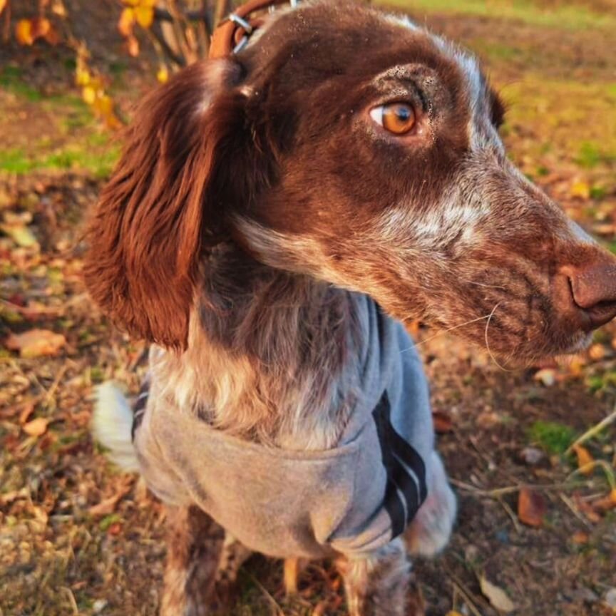 Английский кокер-спаниель, взрослый пёс