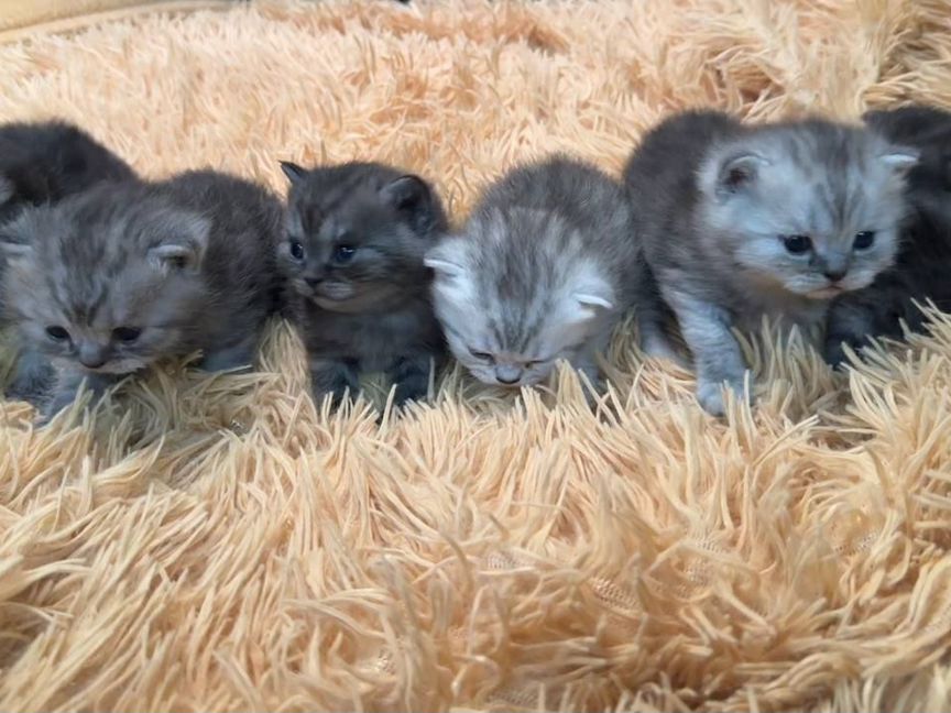 Британские котята