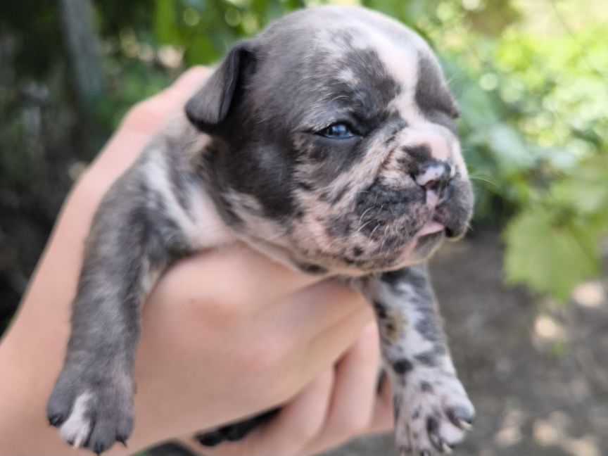 Французские батончики мальчишечки)