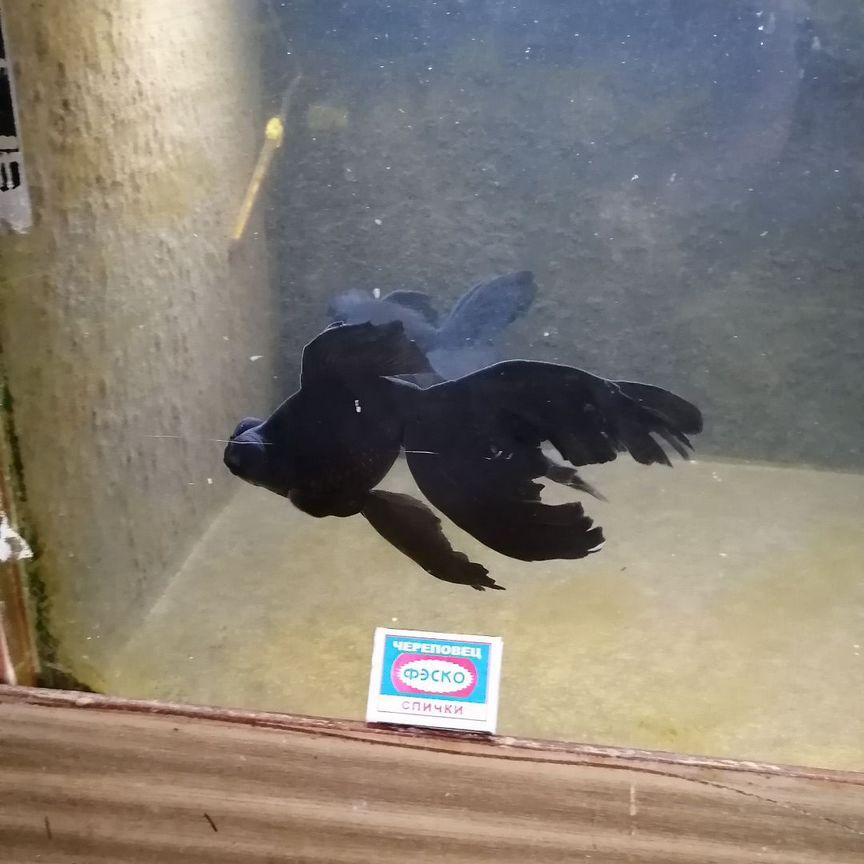 Аквариумные рыбы