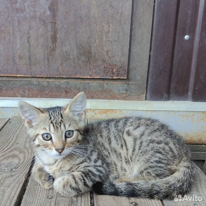 Трогательный полосатик котенок 2,5 месяца в дар