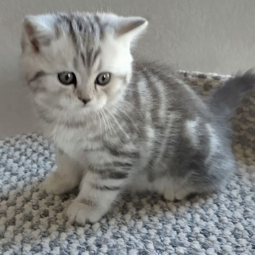 Шотландский прямоухий короткошёрстный котёнок
