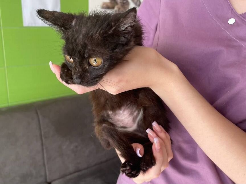 Отдам котенка в добрые руки