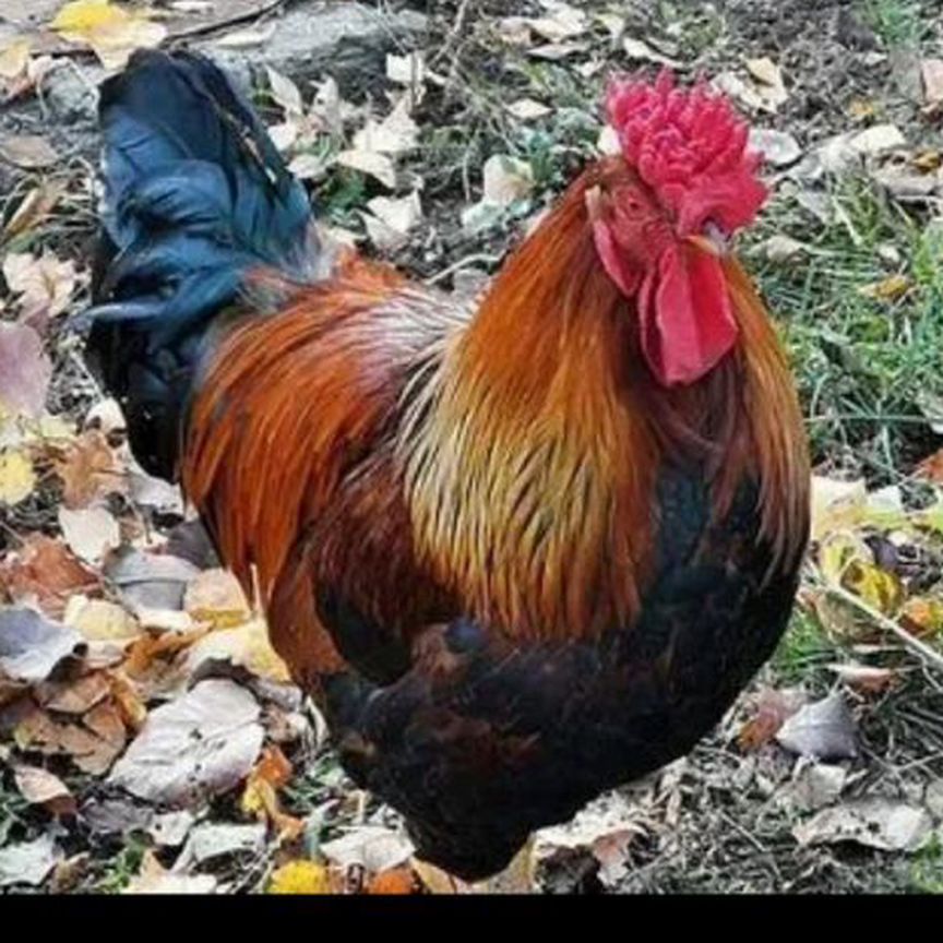 Куры петухи